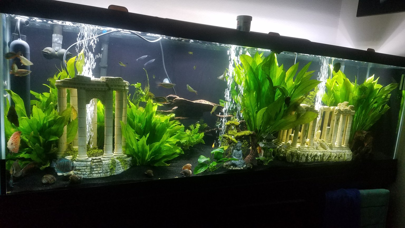 Freshwater Aquariums: Basic Setup Guide - Koi Kompanion - Koi Pond ...