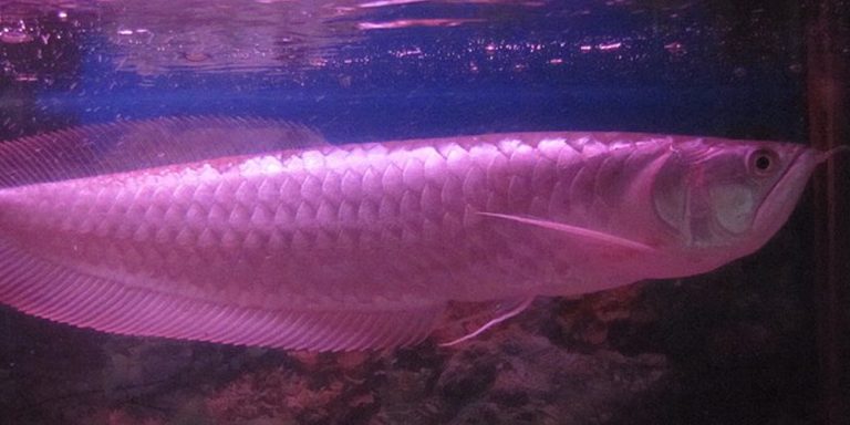 10 Most Expensive Aquarium Fish in the World - Koi Kompanion - Koi Pond ...