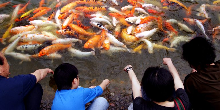 Feeding Koi Fish- Recommendations and Tips - Koi Kompanion - Koi Pond ...