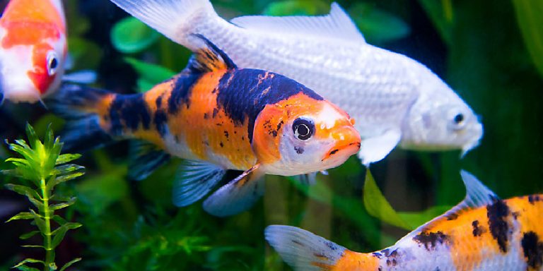 Top 10 Freshwater Fish for Aquarium - Koi Kompanion - Koi Pond Design ...