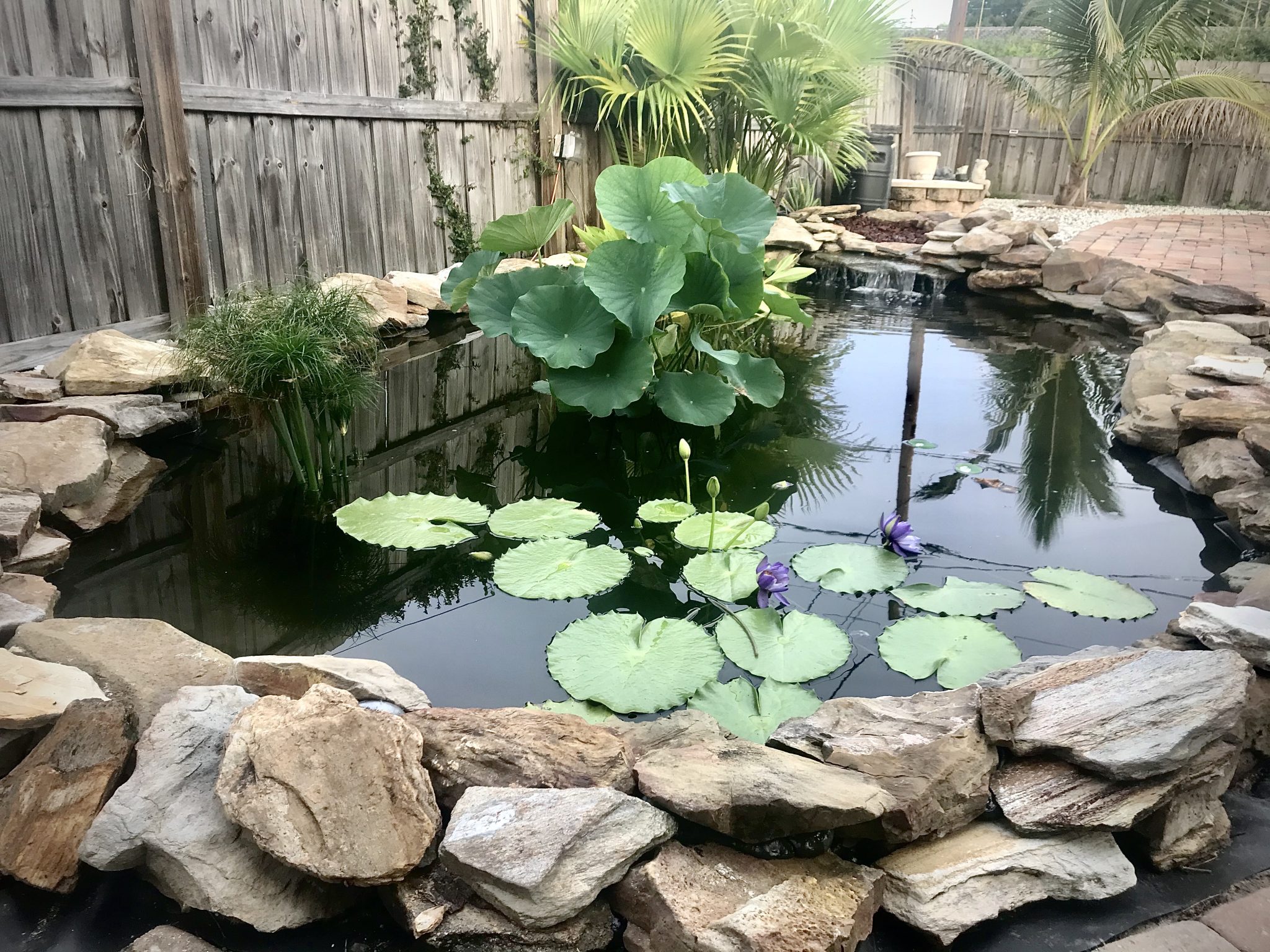 Pond Creation/ Installation Services - Koi Kompanion - Koi Pond Design ...