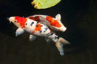 How Long Do Koi Fish Live? Understanding Their Lifespan - Koi Kompanion ...